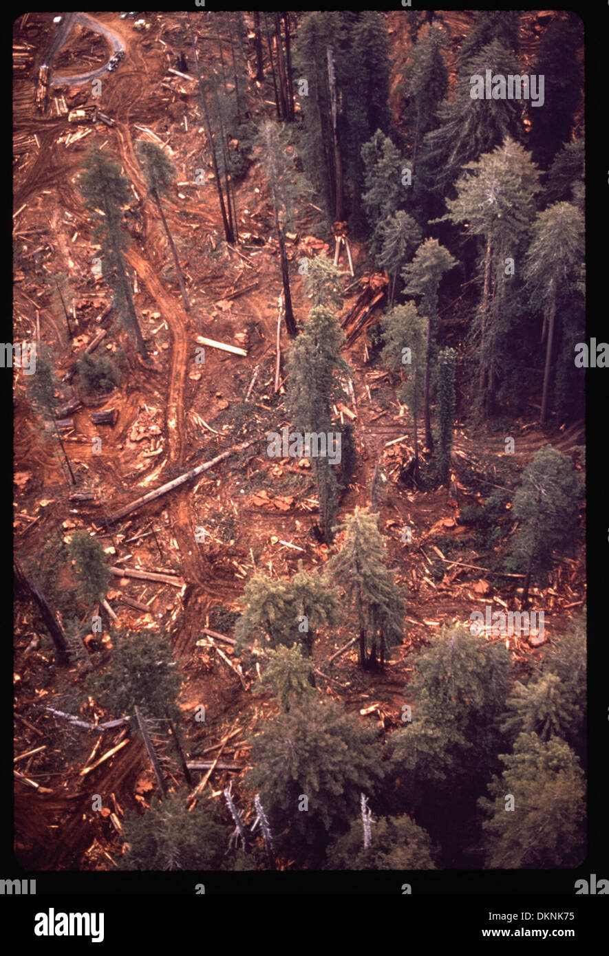 An image illustrating the process of clear cutting, a logging technique ...
