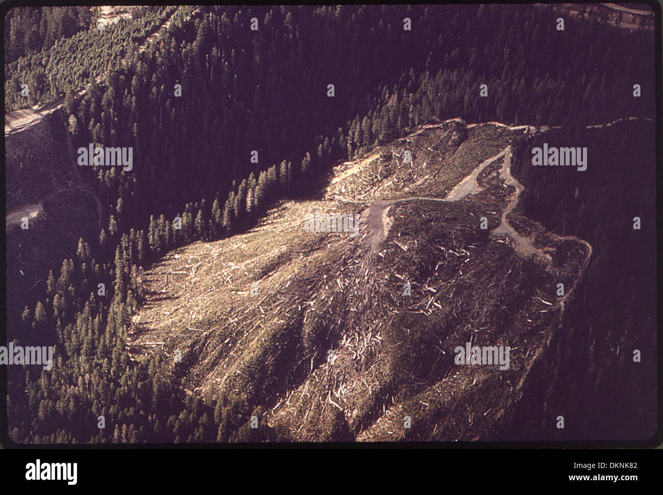 Clear cutting history hi-res stock photography and images - Alamy