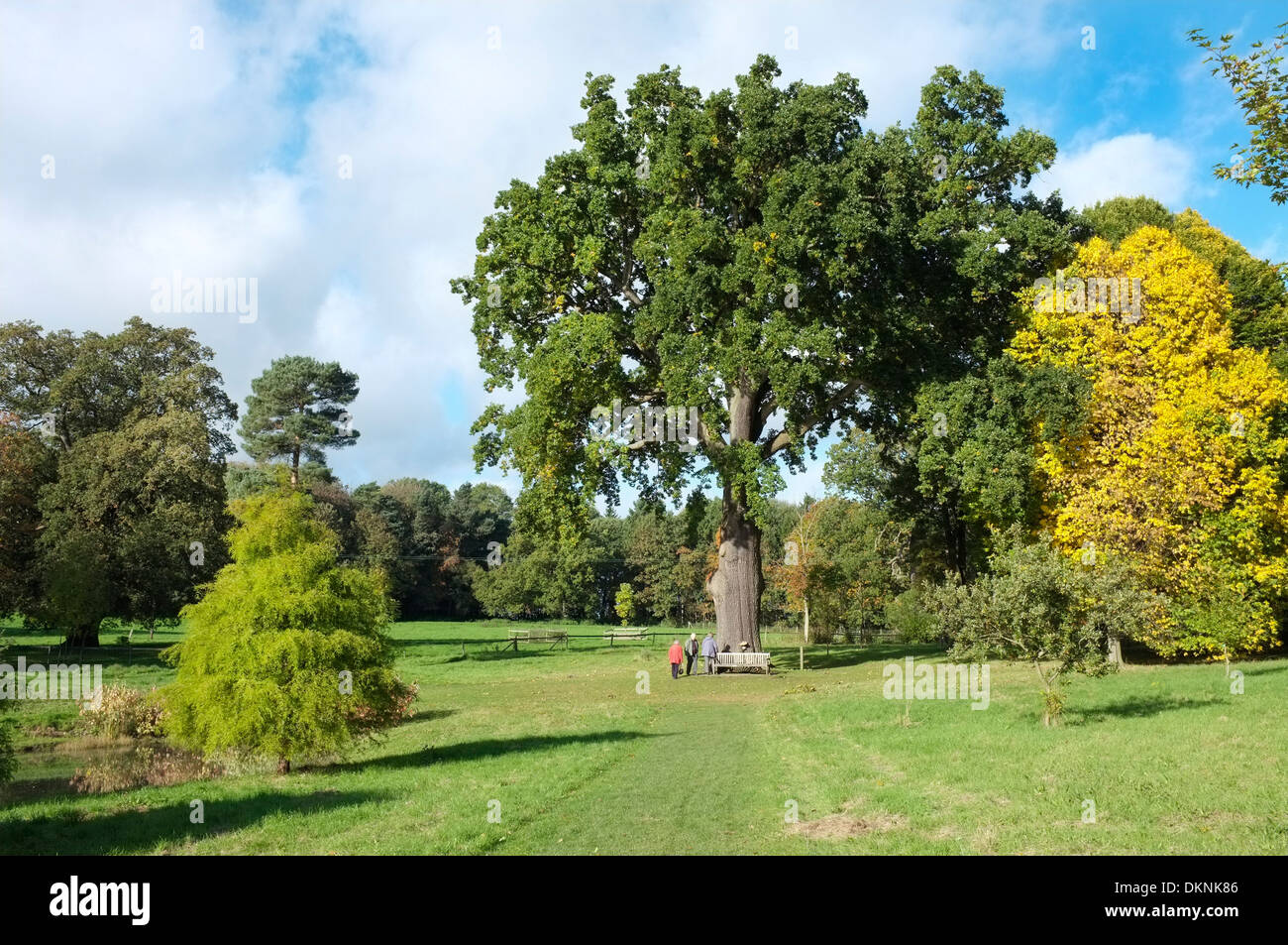 Giant Oak Tree at Thorp Perrow Arboretum Wildlife Park, Bedale, North ...