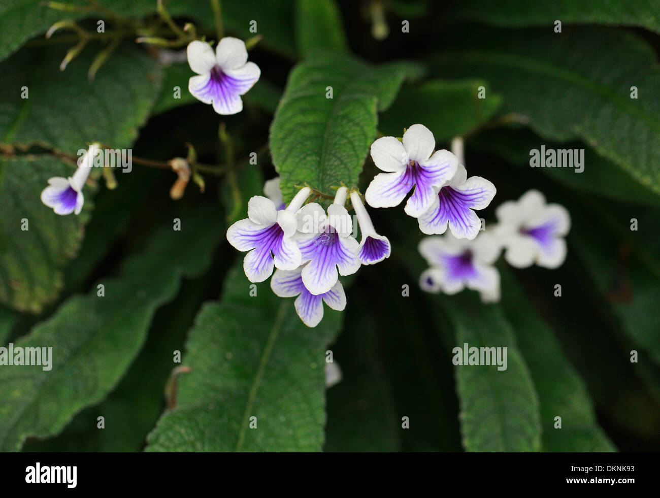 Gesneriaceae hi-res stock photography and images - Alamy