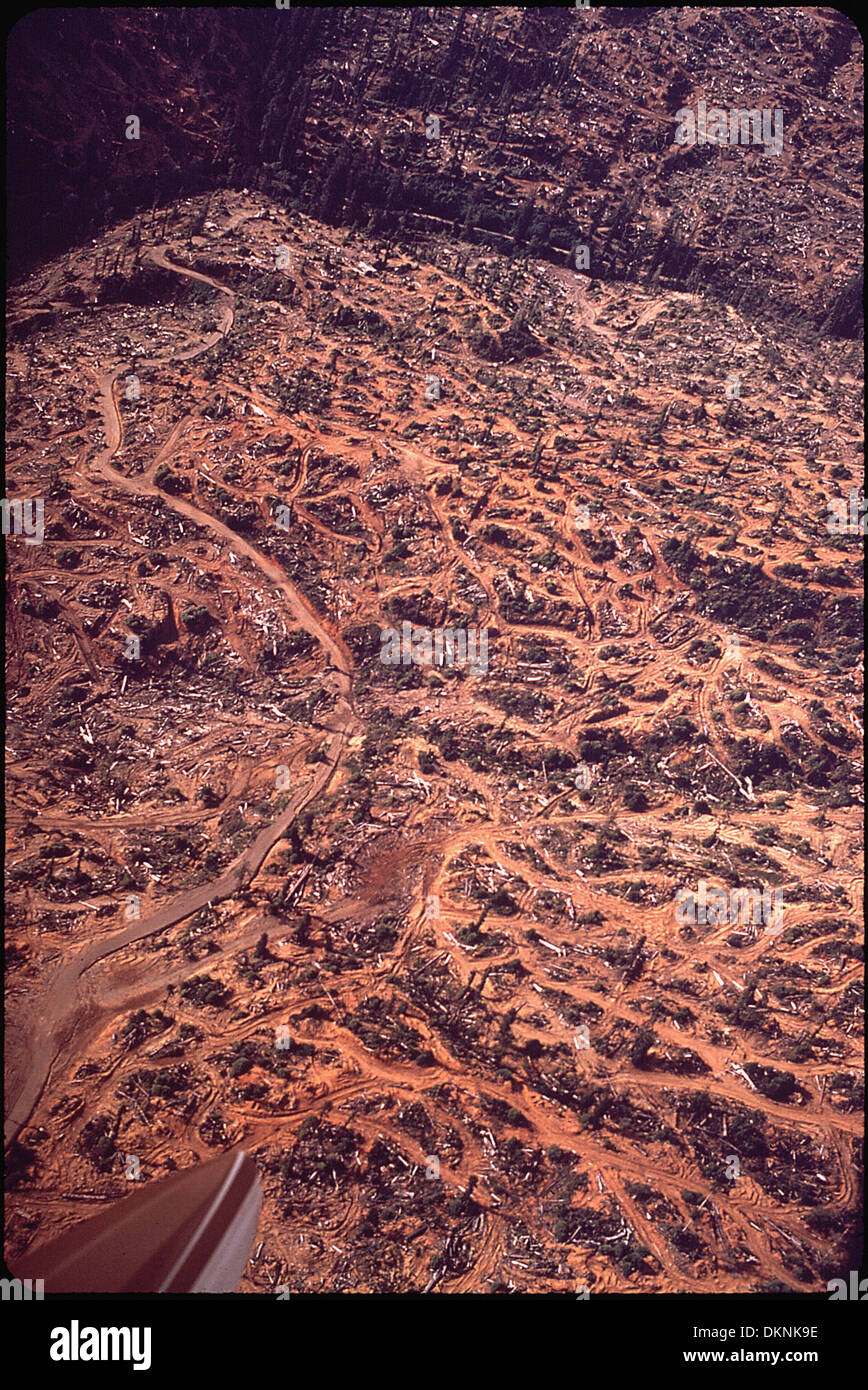 The process of clear cutting, shown in a forested area, where trees are ...