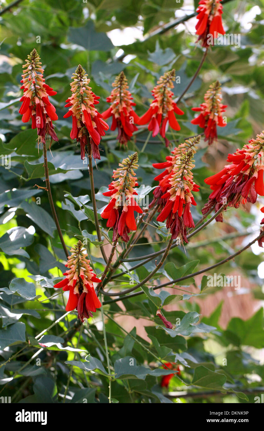 Common Coral Tree Flowers, Erythrina lysistemon, Fabaceae. South Africa ...
