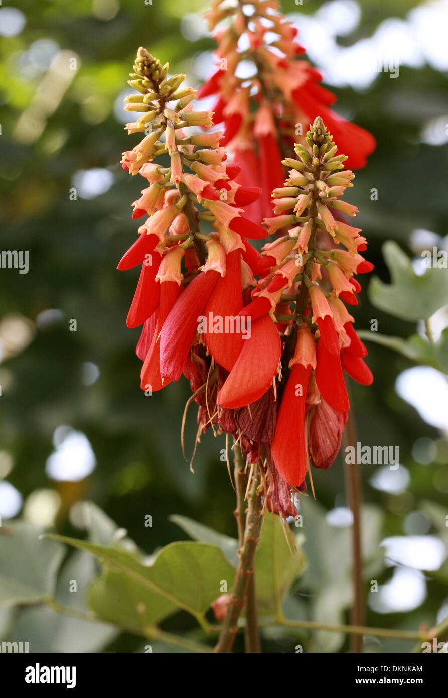 Common Coral Tree Flowers, Erythrina lysistemon, Fabaceae. South Africa ...