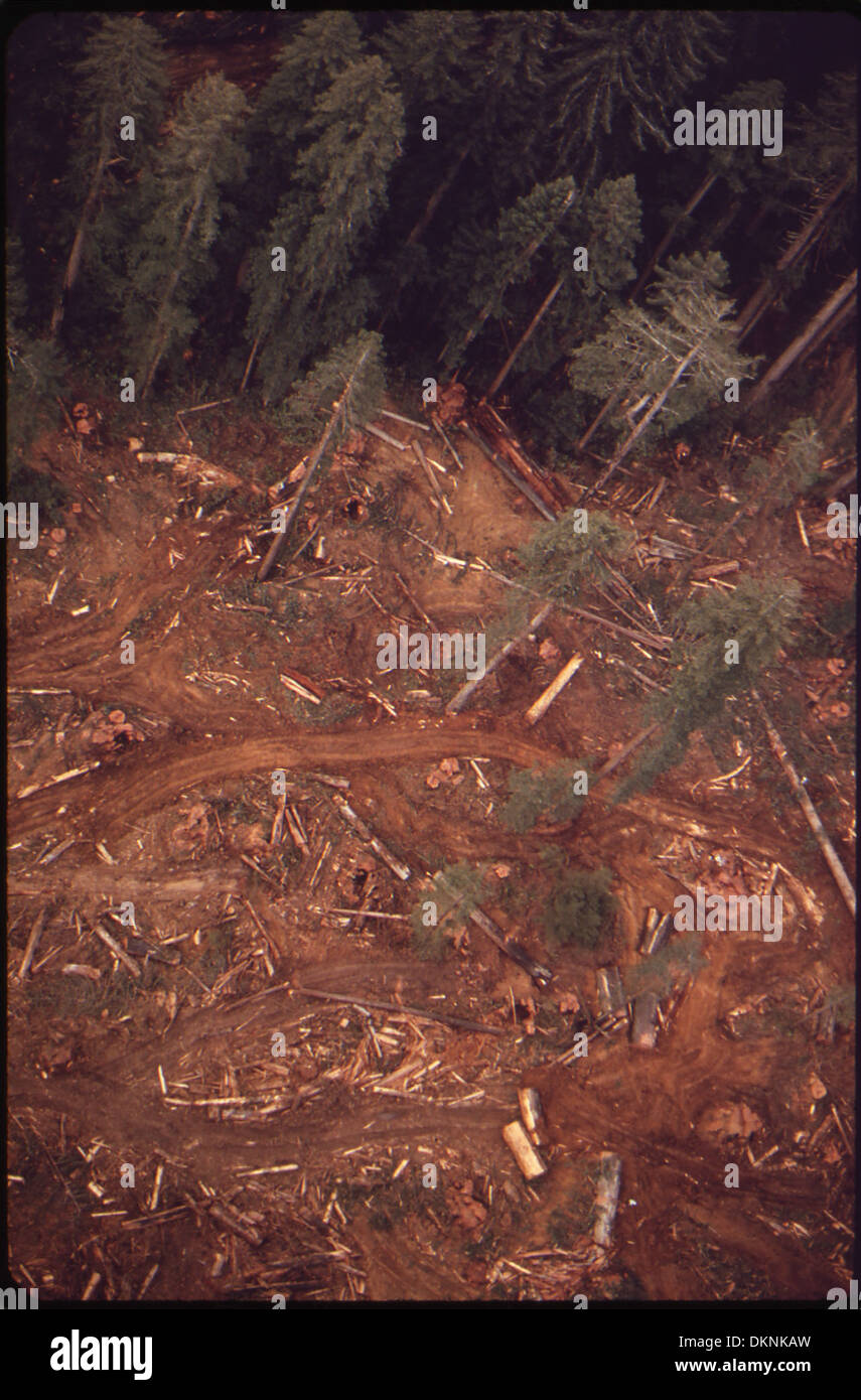 A depiction of clear cutting and its associated timber damage, showing ...
