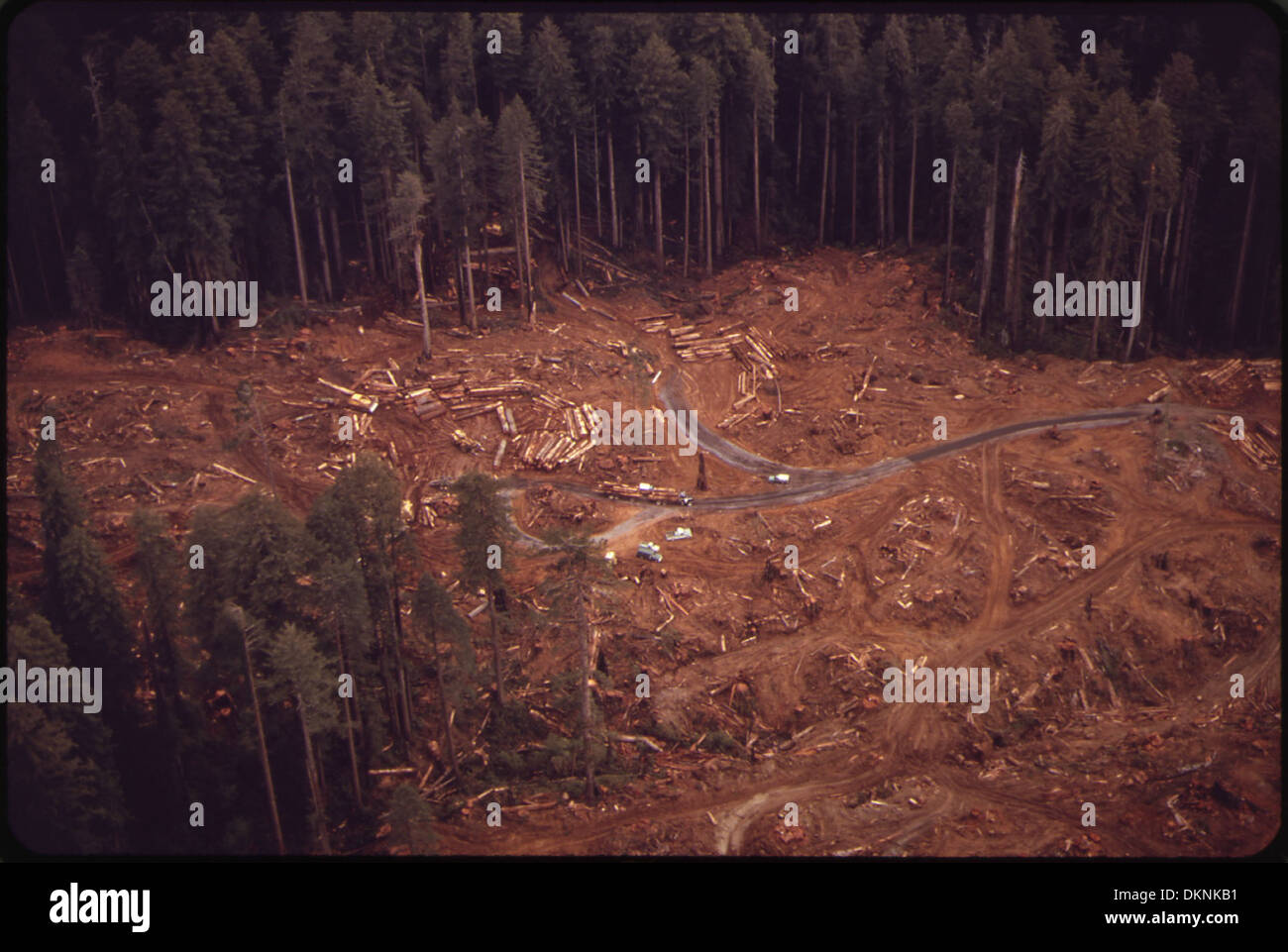 A depiction of clear-cutting practices and the resulting timber damage ...