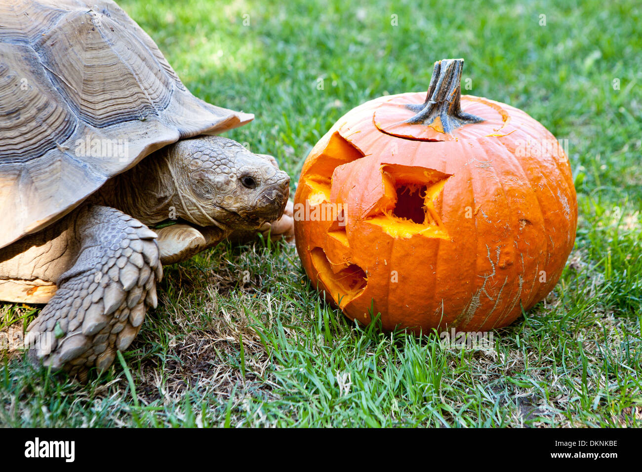 Colorful tortoise hi-res stock photography and images - Alamy