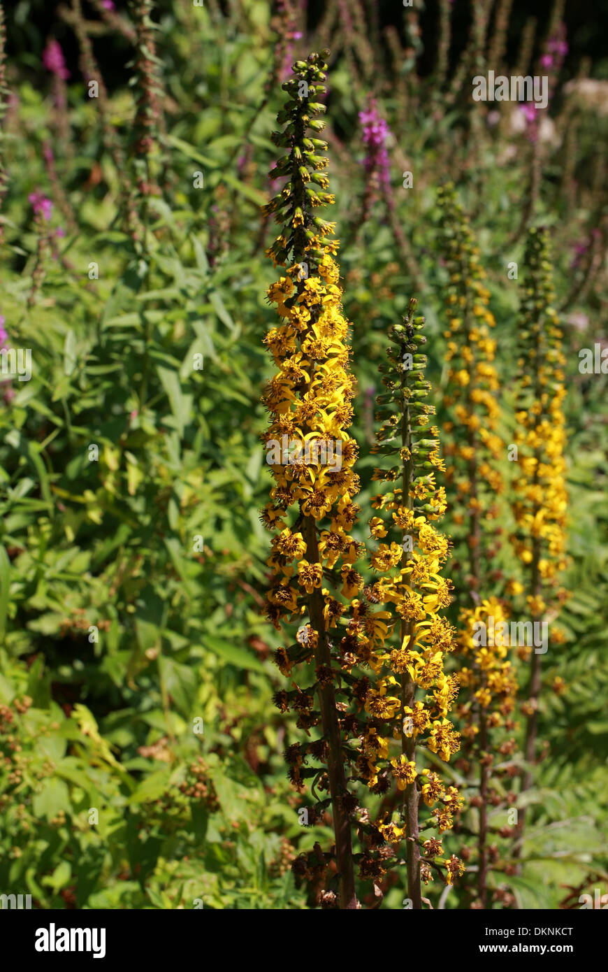 Dark mullein verbascum hi-res stock photography and images - Alamy