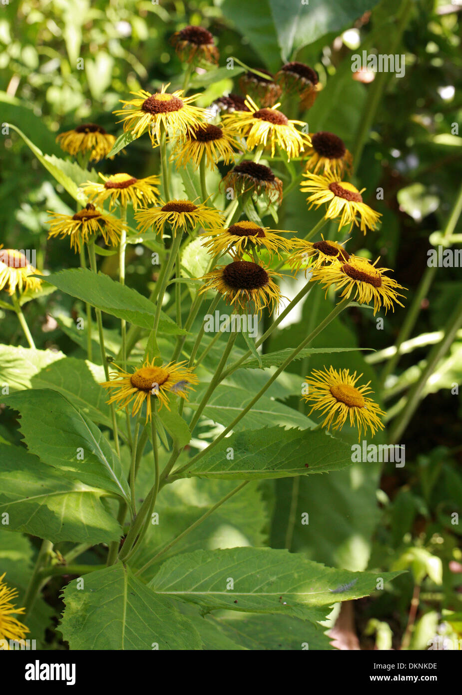 Elecampane plant flower hi-res stock photography and images - Alamy