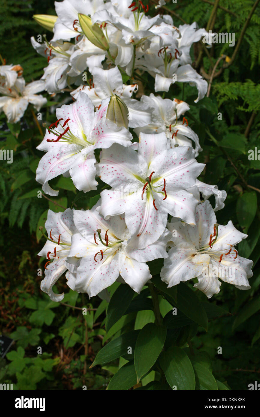 Golden rayed lily japan lilium auratum hi-res stock photography and ...