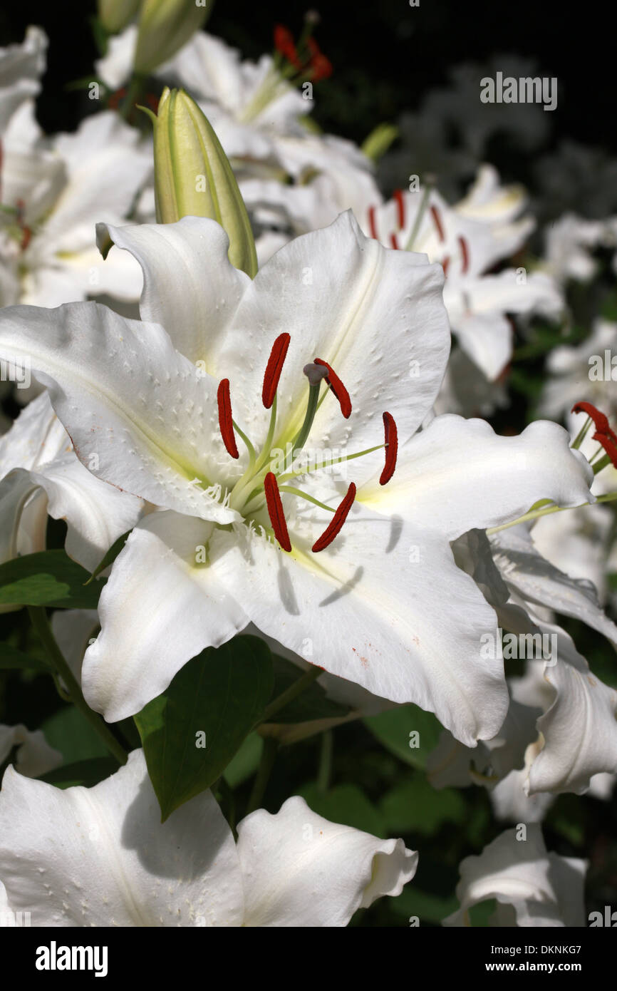 Golden rayed lily japan lilium auratum hi-res stock photography and ...