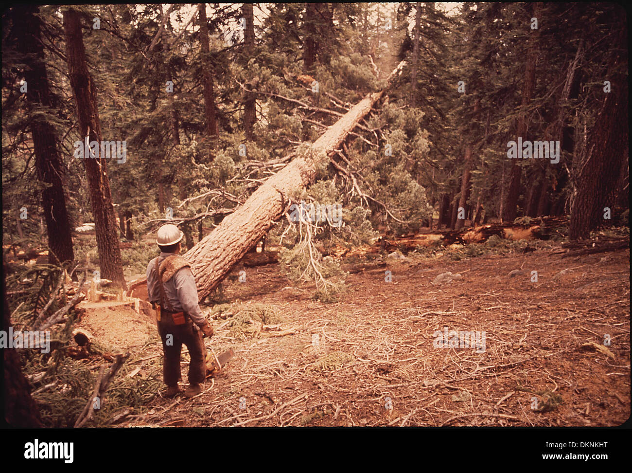 D. Jackson felling a red fir tree, demonstrating logging techniques in ...