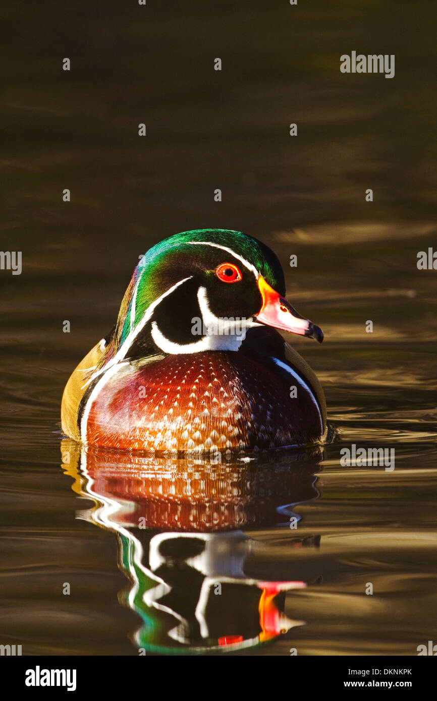 Wood Duck Fall Colored Reflections Stock Photo - Alamy