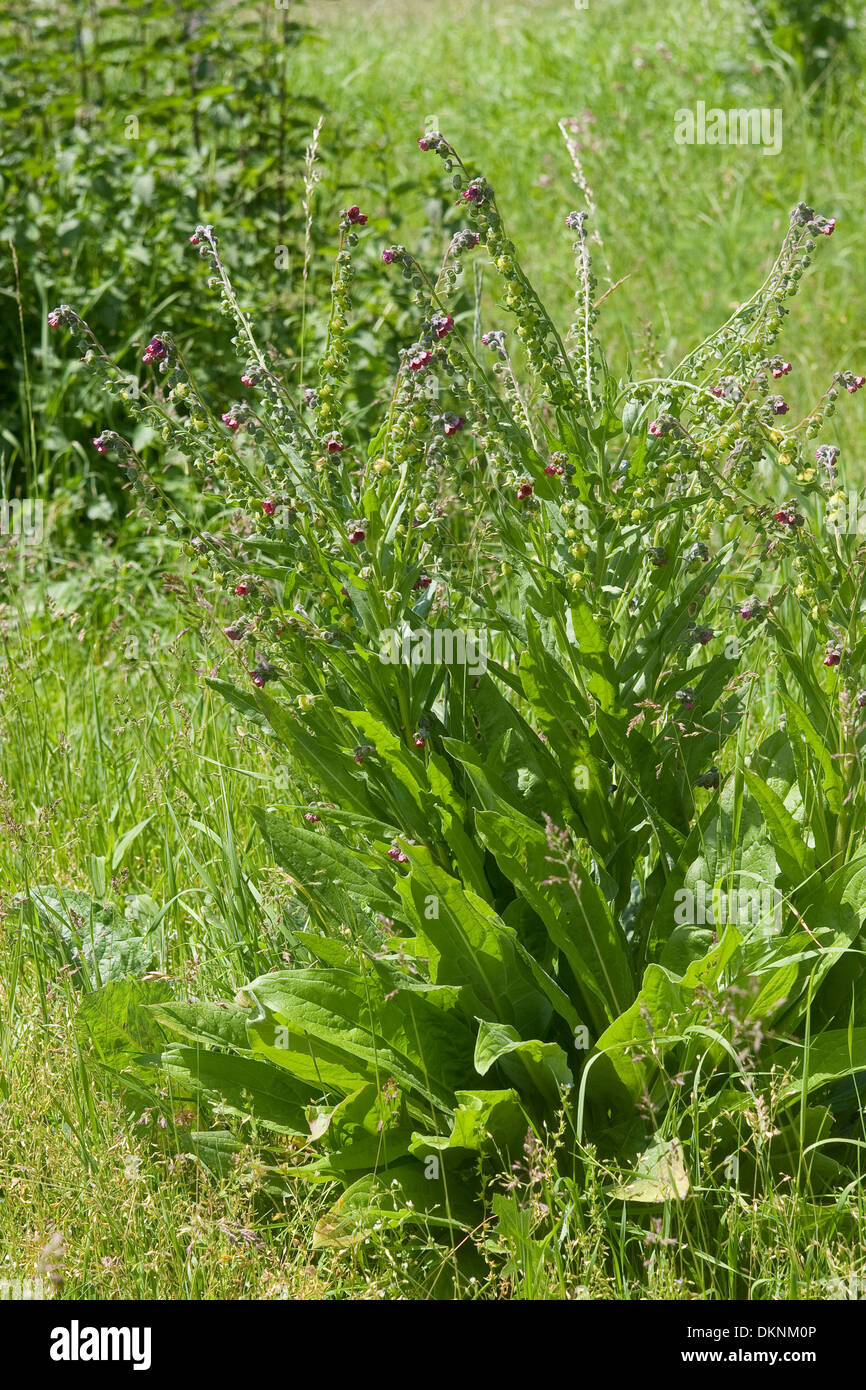 Houndstongue hi-res stock photography and images - Alamy