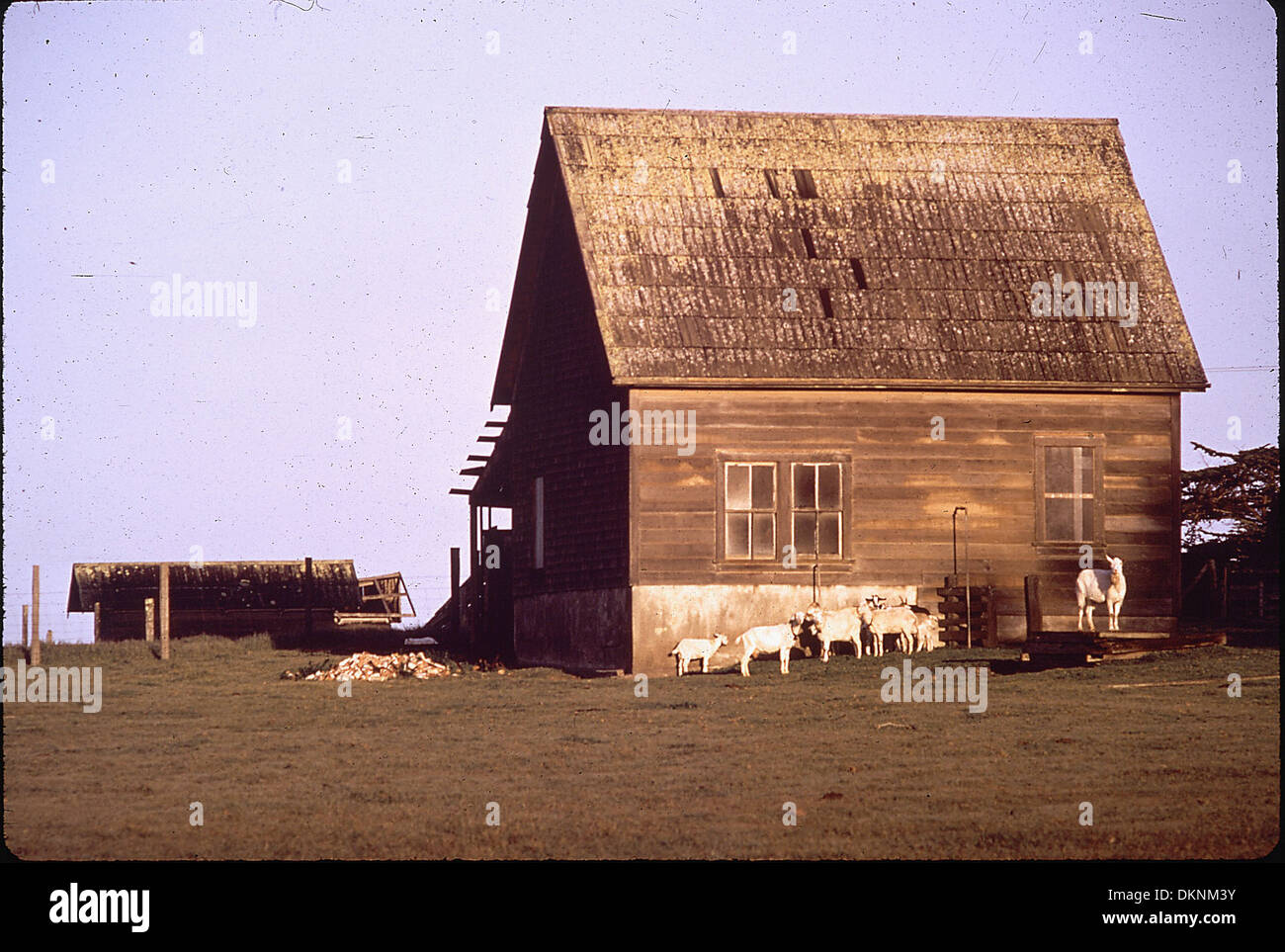 A typical farm scene, showcasing agricultural activities and the rural ...