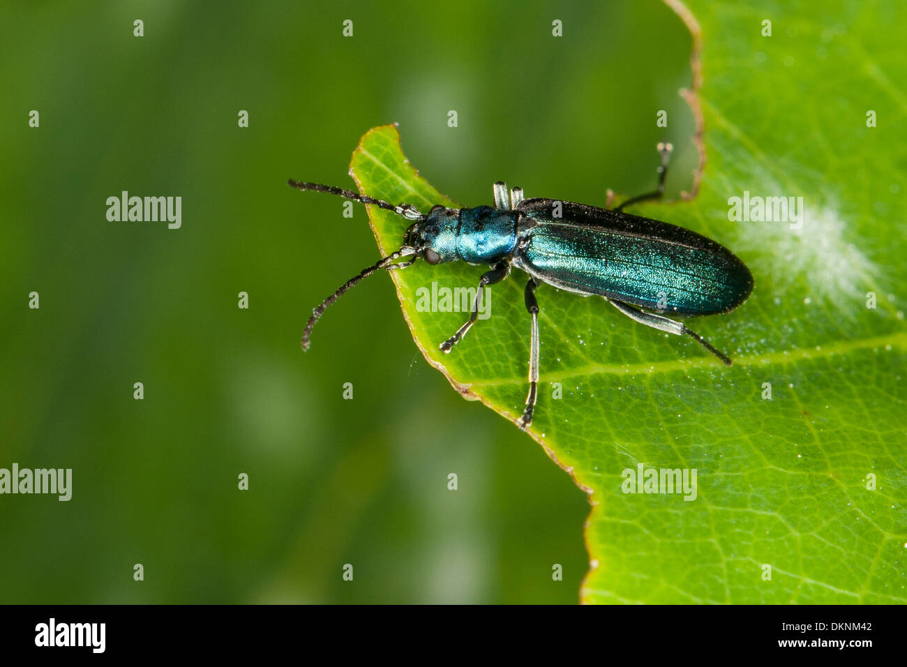 Pollen feeding beetle ischnomera spec hi-res stock photography and ...