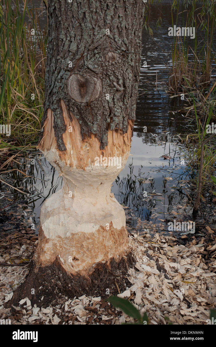 Beaver tree damage hi-res stock photography and images - Alamy