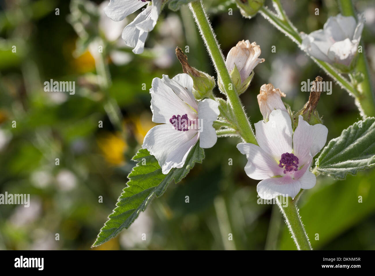 Marshmallow officinalis hi-res stock photography and images - Alamy