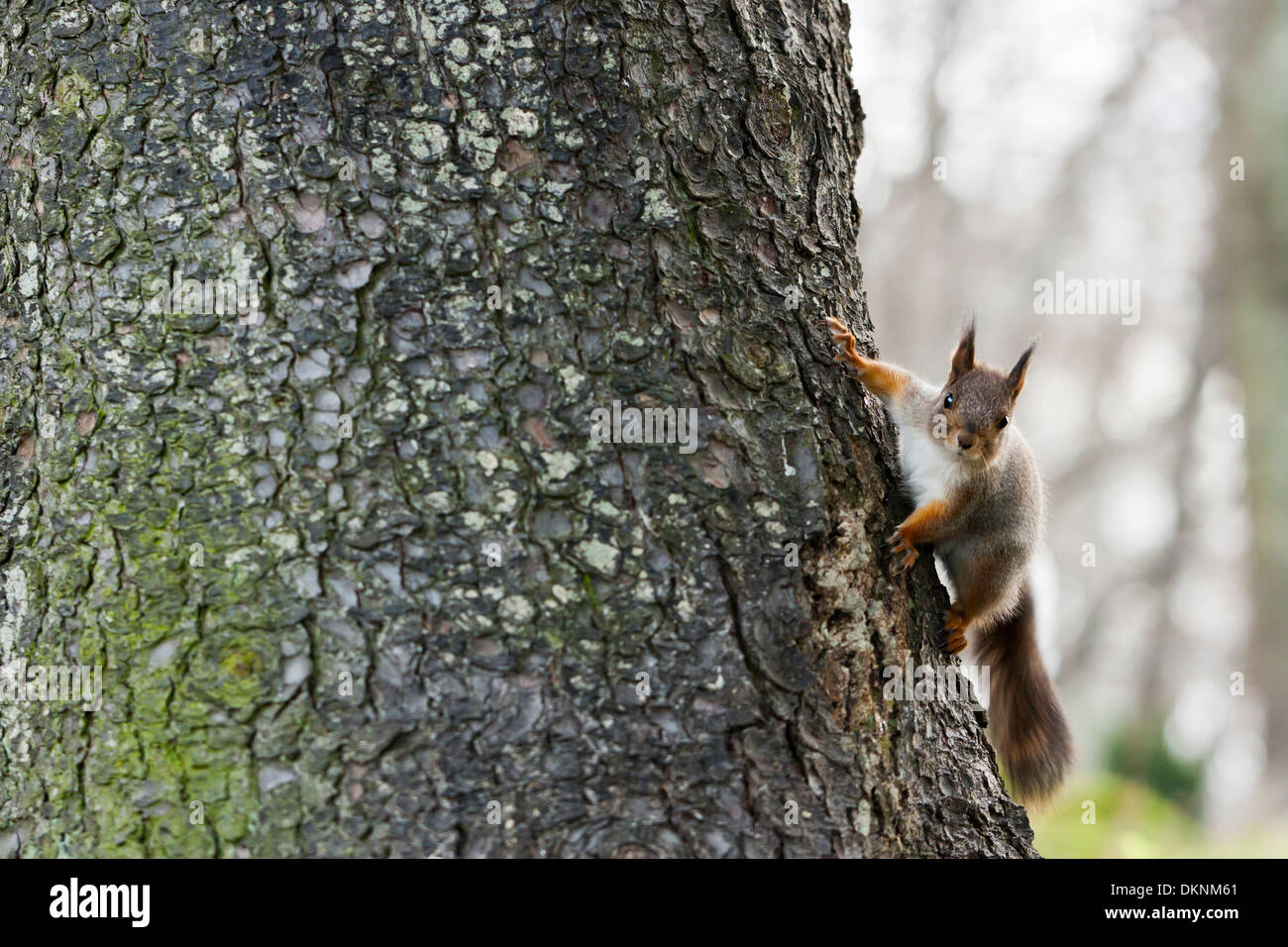 Squirrel climbing on a tree and looking around Stock Photo - Alamy