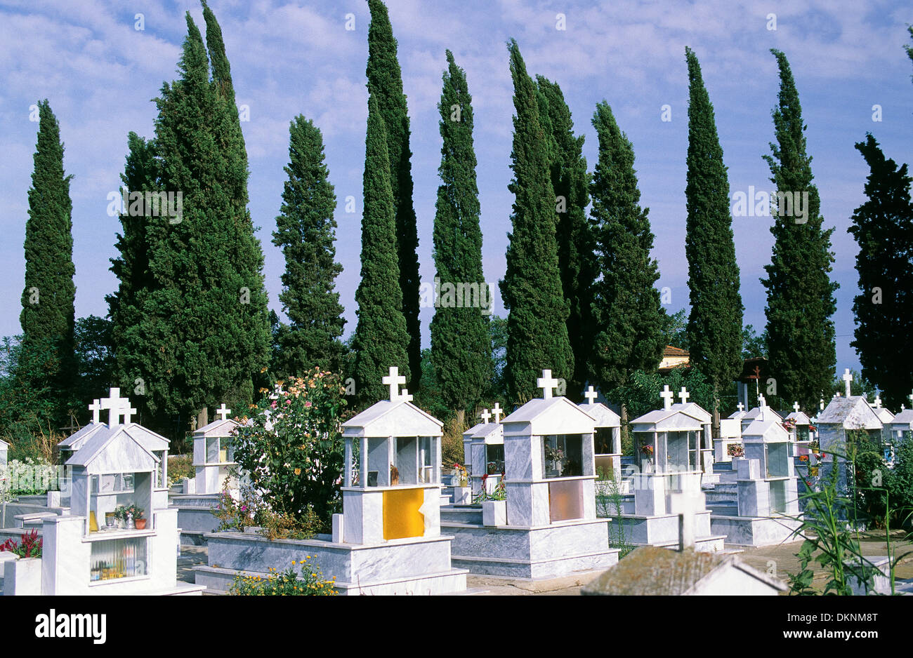 Mediterranean Cypress, Italian Cypress, Tuscan Cypress, Graveyard ...