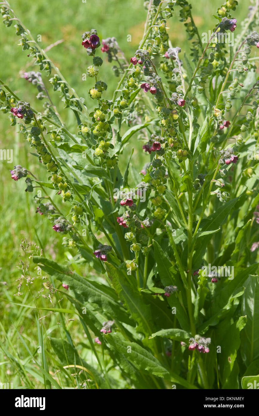 Common Hound´s Tongue, houndstongue, dog's tongue, gypsy flower ...