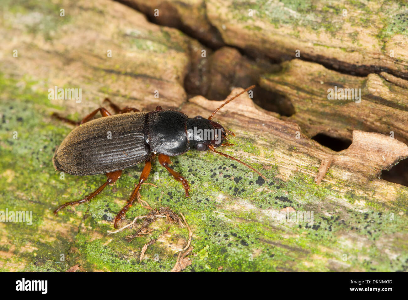 Strawberry Seed Beetle, Behaarter Schnellläufer, Behaarter Schnelläufer ...