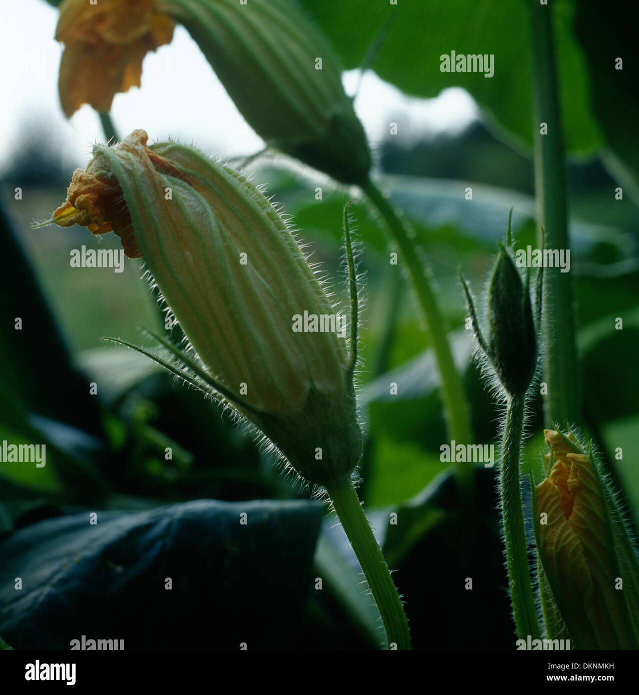 Melon flower closeup Stock Photo - Alamy