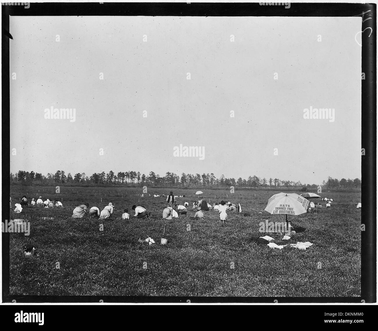 A general view of part of Whites Bog in Brown Mills, New Jersey ...