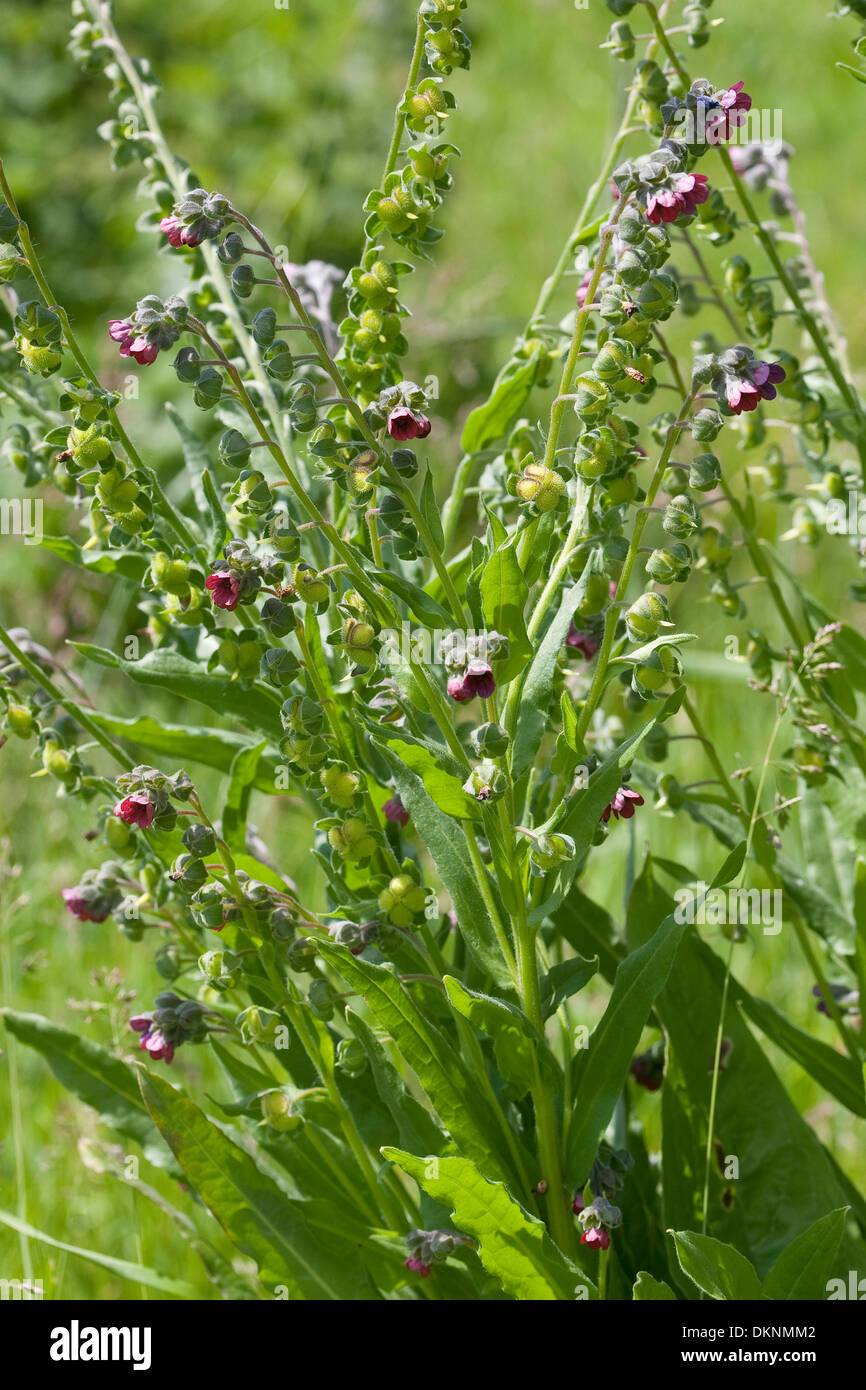 Houndstongue hi-res stock photography and images - Alamy