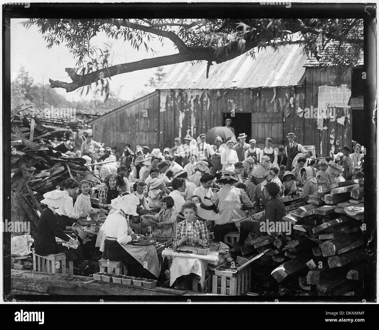 A general view of A.J. Johnson's hulling station in Seaford, Delaware ...