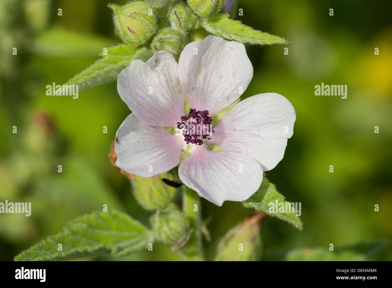 Marshmallow plant hi-res stock photography and images - Alamy