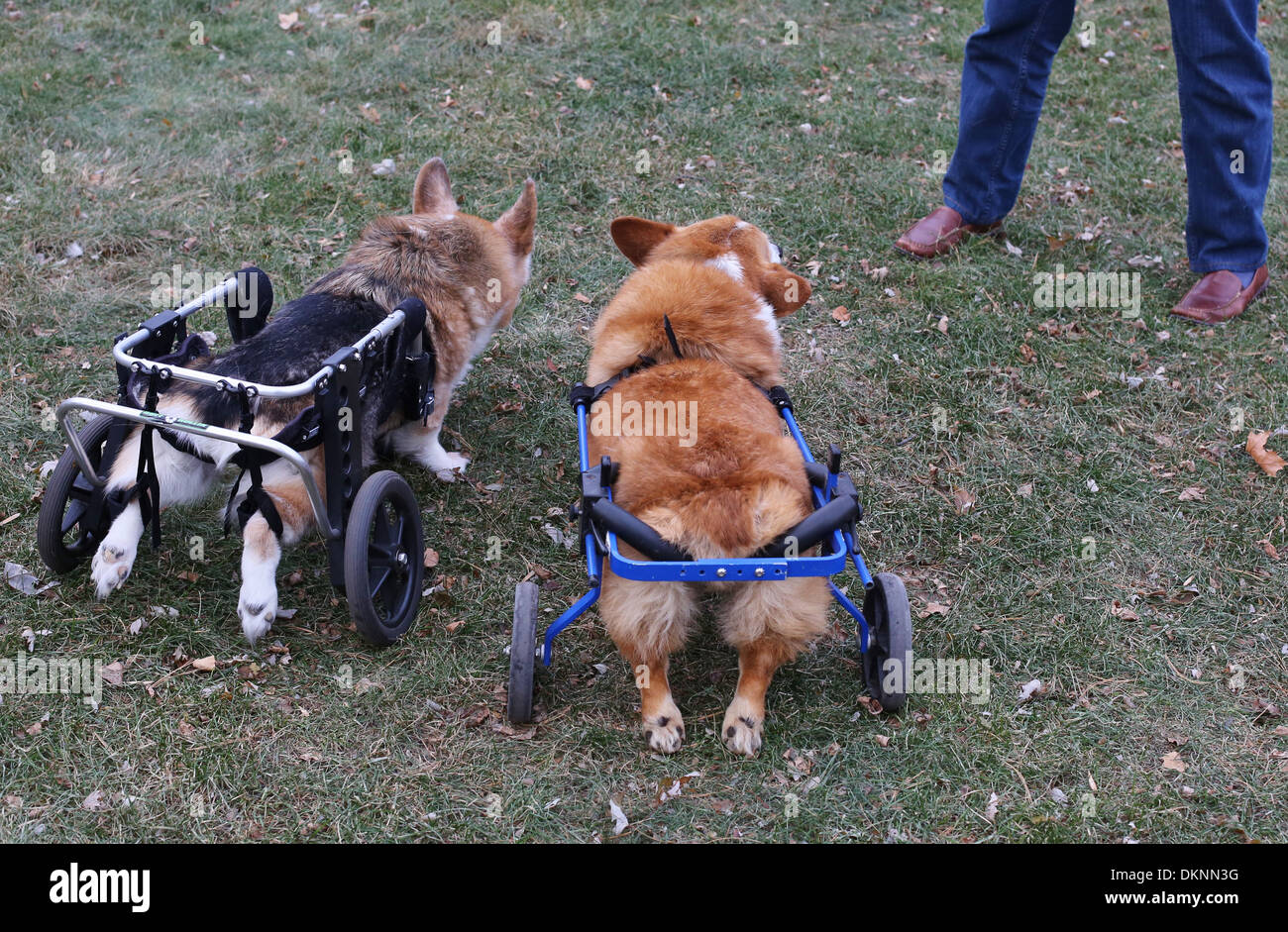 Two disabled Corgi dogs in wheelchairs as seen from behind Stock Photo ...