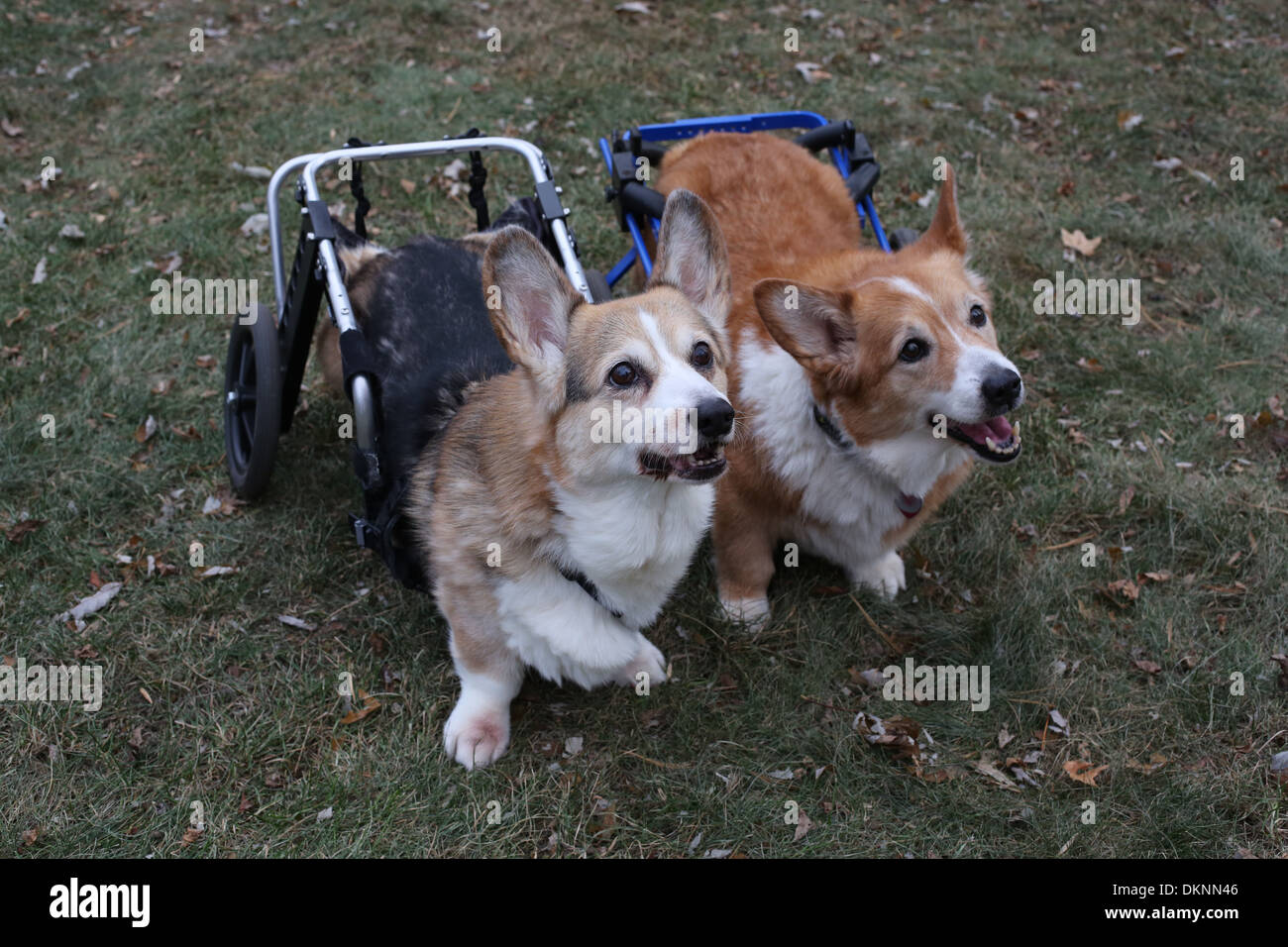 A pair of senior, disabled Corgi dogs in wheelchairs Stock Photo - Alamy