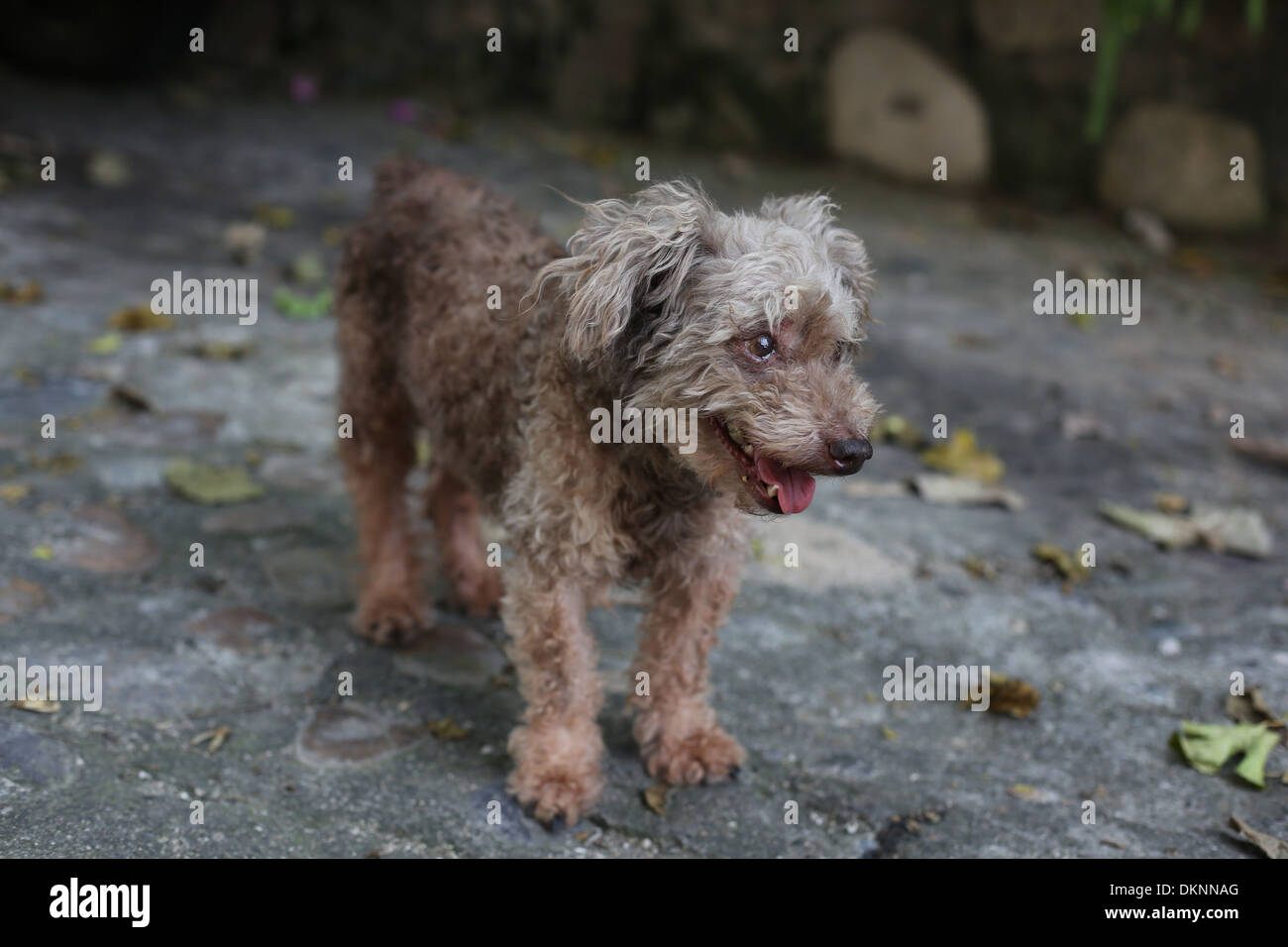 Cute stray dog hi-res stock photography and images - Alamy