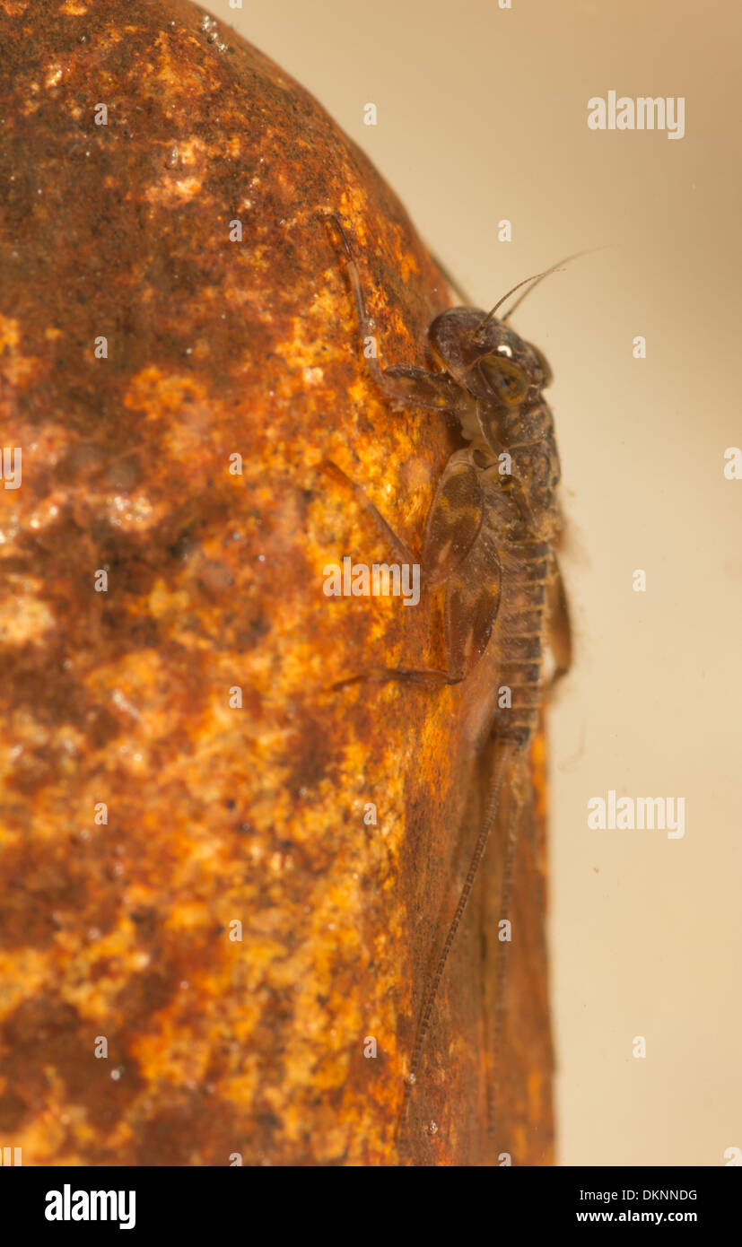 Mayfly nymph hi-res stock photography and images - Alamy