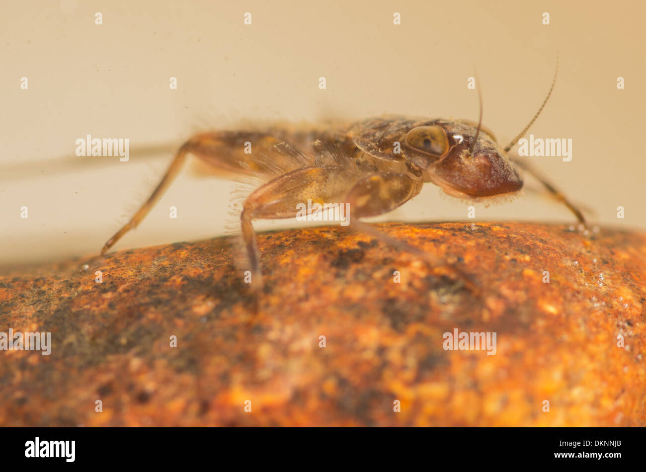 Mayfly nymph hi-res stock photography and images - Alamy