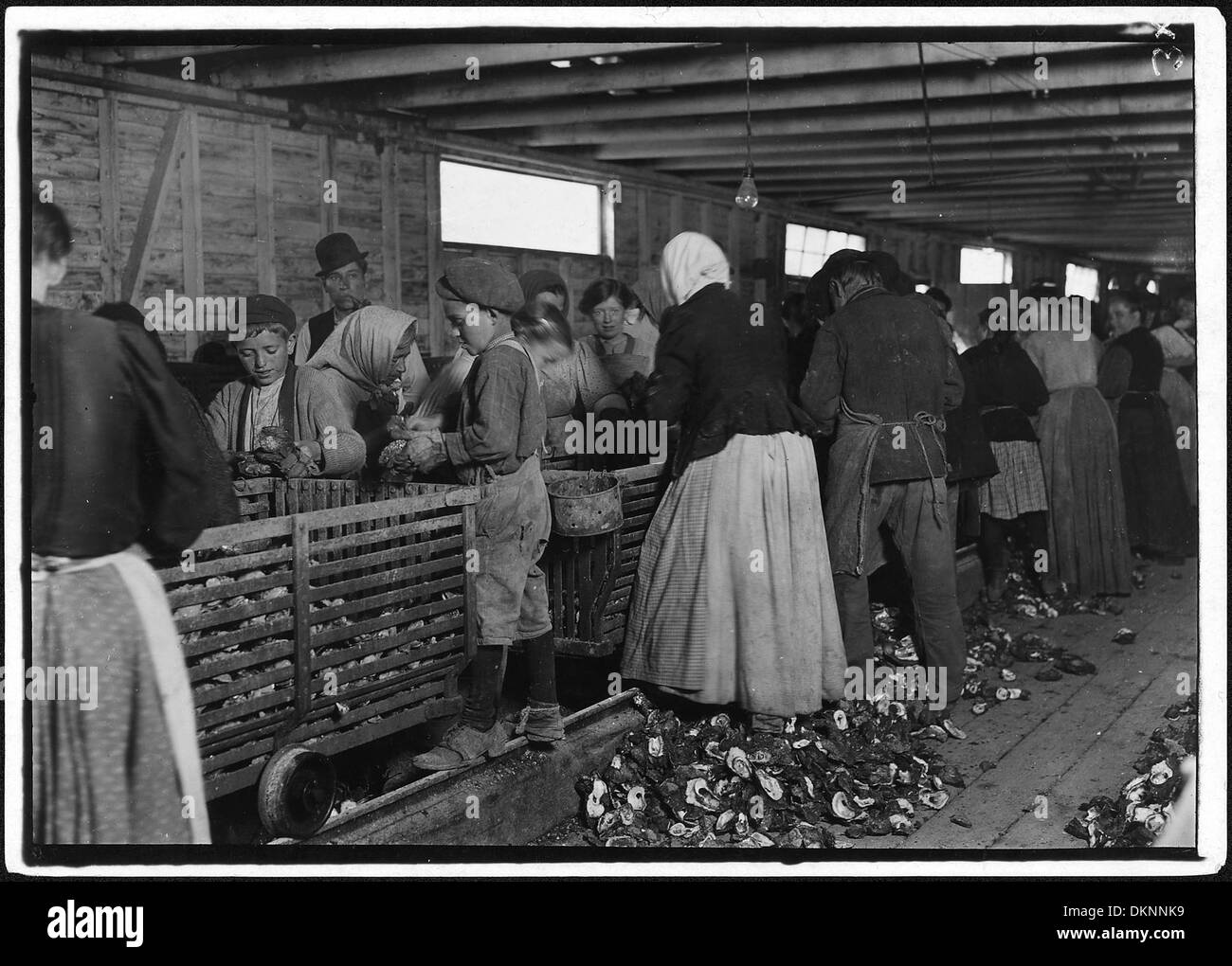 This photograph shows nine-year-old Johnnie, an oyster shucker, with a ...