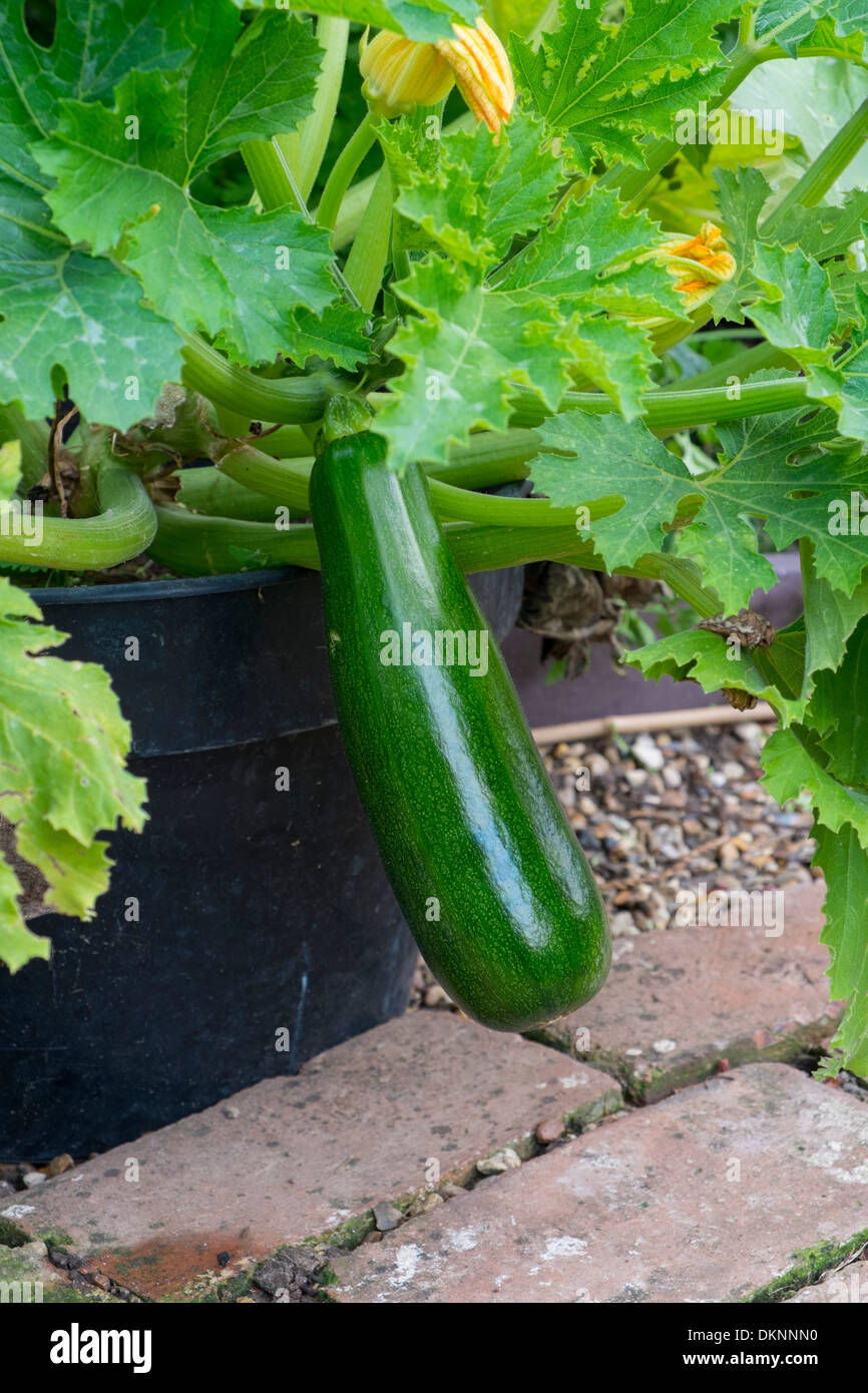 Courgette container growing hi-res stock photography and images - Alamy