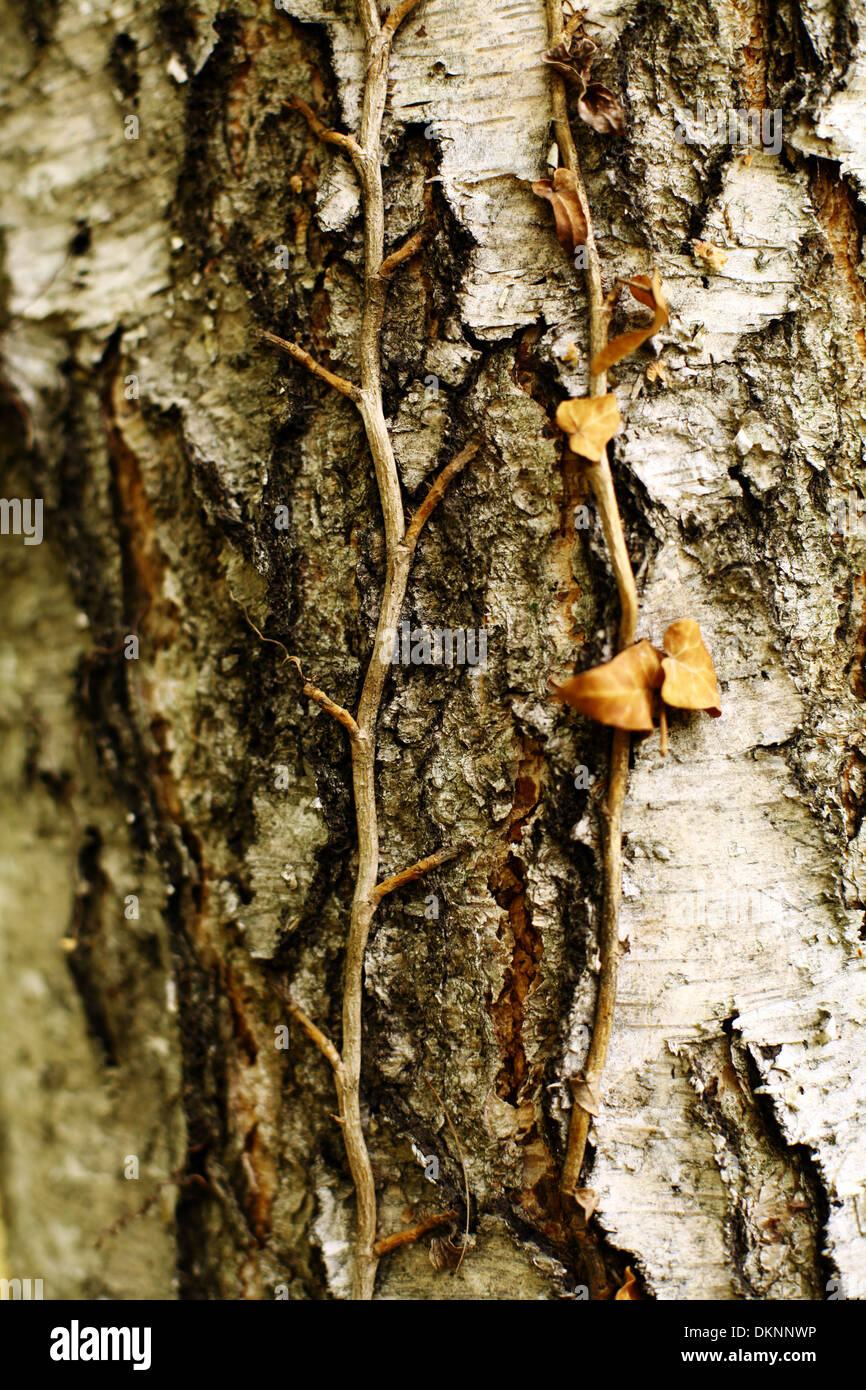Tree branch texture hi-res stock photography and images - Alamy