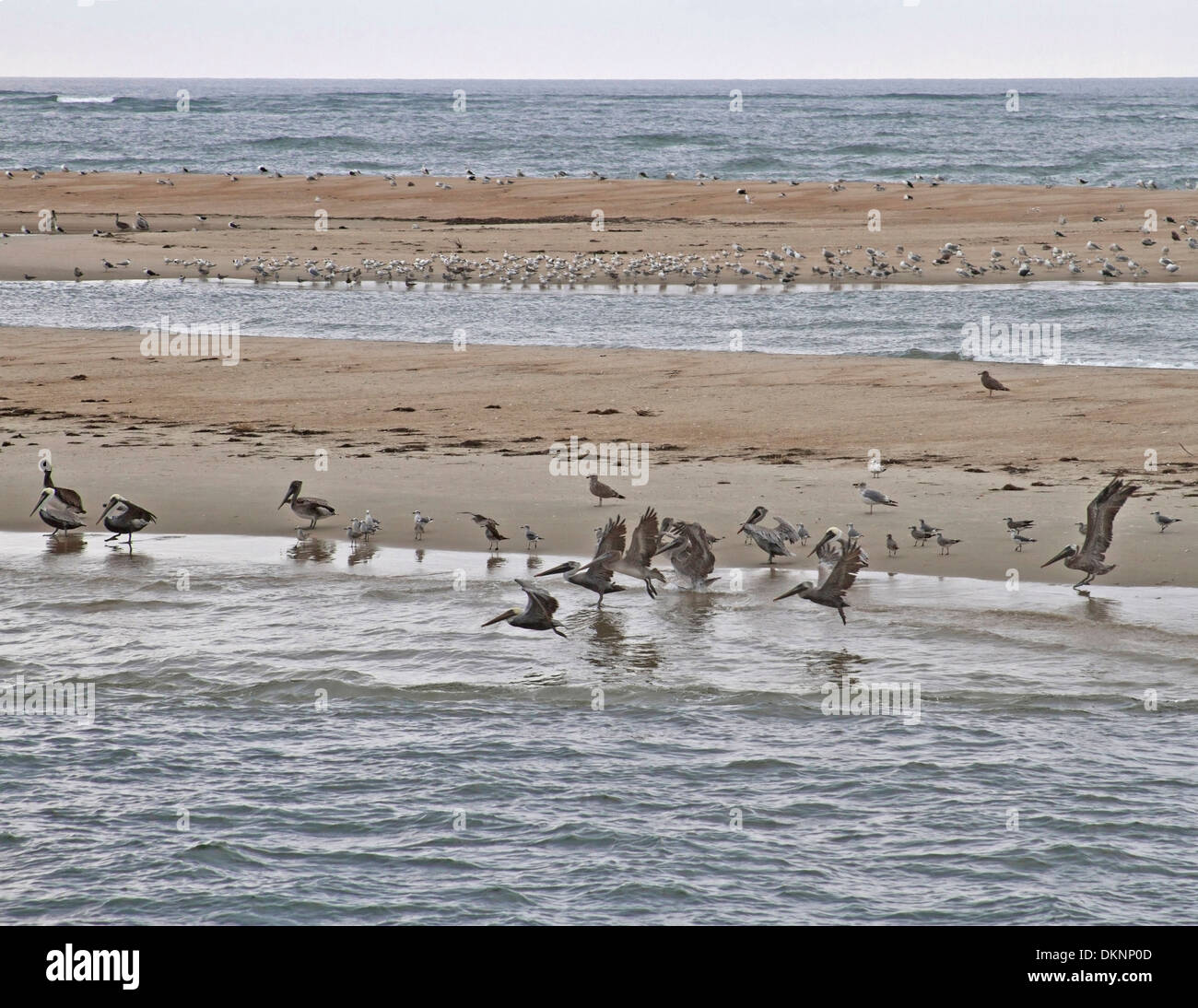 Habitat of birds and animals hi-res stock photography and images - Alamy