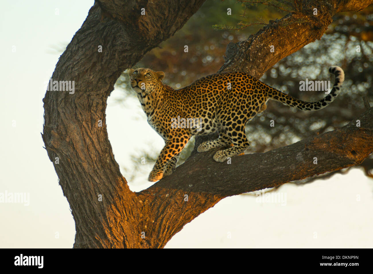 Cat With Cataract High Resolution Stock Photography and Images - Alamy