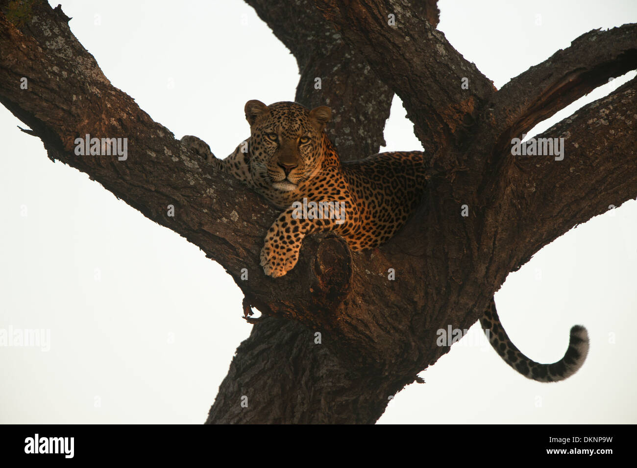 Cat with cataract hi-res stock photography and images - Alamy