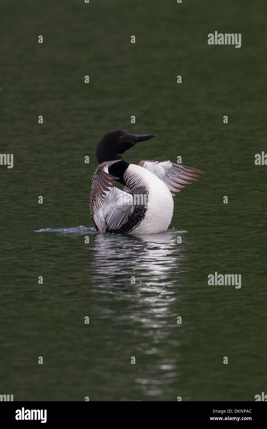 Great Northern Diver (Common Loon) Gavia immer Stock Photo - Alamy