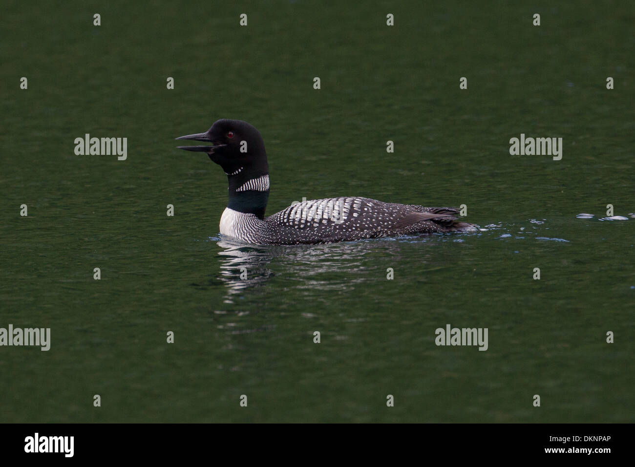 Great Northern Diver (Common Loon) Gavia immer Stock Photo - Alamy