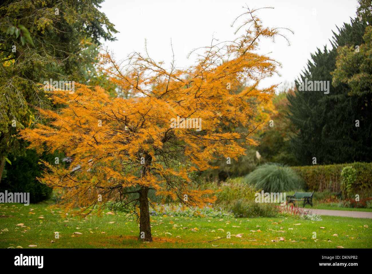 Autumnal tree in park hi-res stock photography and images - Alamy