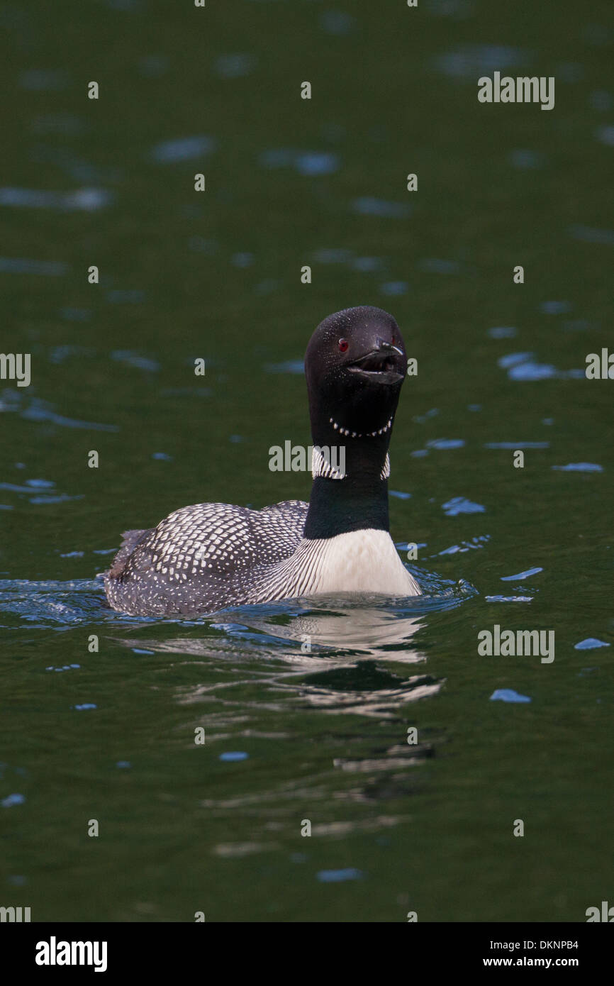 Common loon displaying hi-res stock photography and images - Alamy