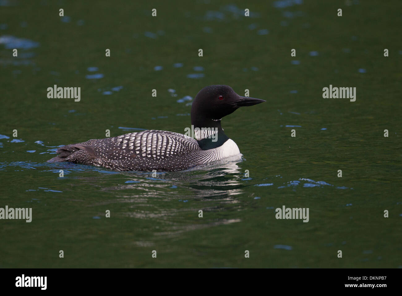 Great Northern Diver (Common Loon) Gavia immer Stock Photo - Alamy