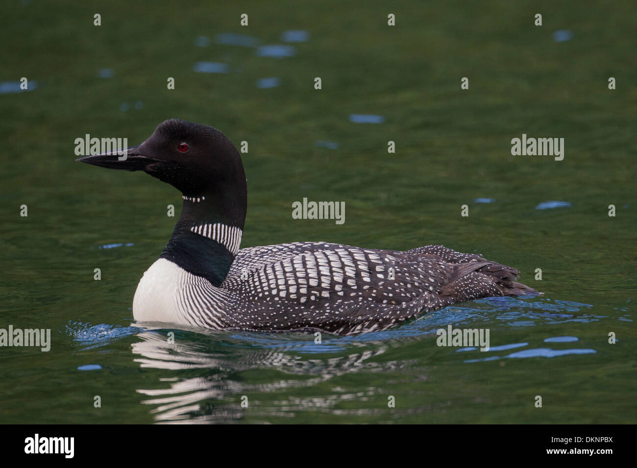 Great Northern Diver (Common Loon) Gavia immer Stock Photo - Alamy
