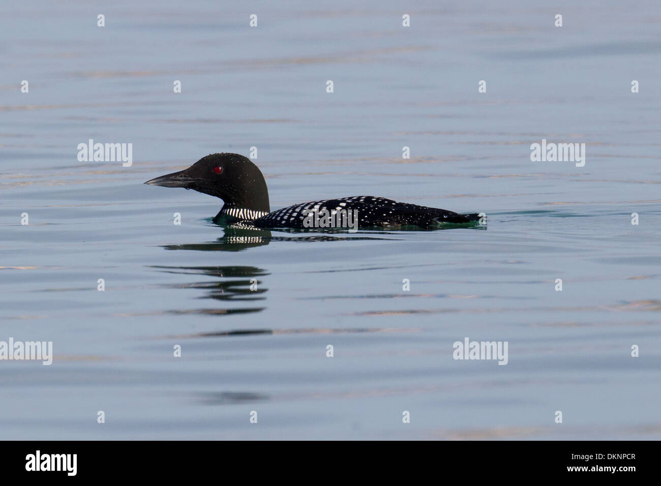 Great Northern Diver (Common Loon) Gavia immer Stock Photo - Alamy