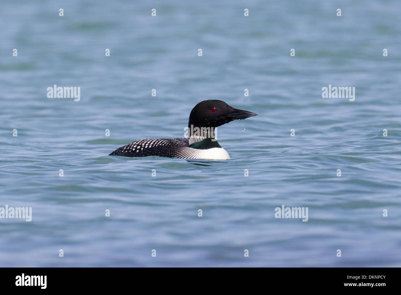 Great Northern Diver (Common Loon) Gavia immer Stock Photo - Alamy