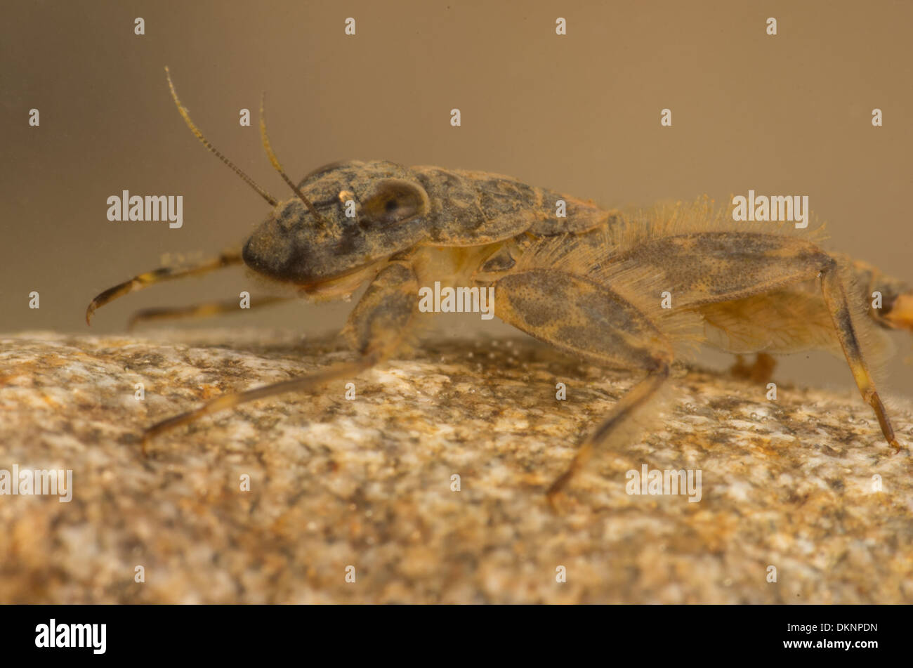 Mayfly nymph hi-res stock photography and images - Alamy